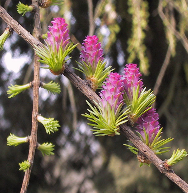 Arboretum de Villardebelle